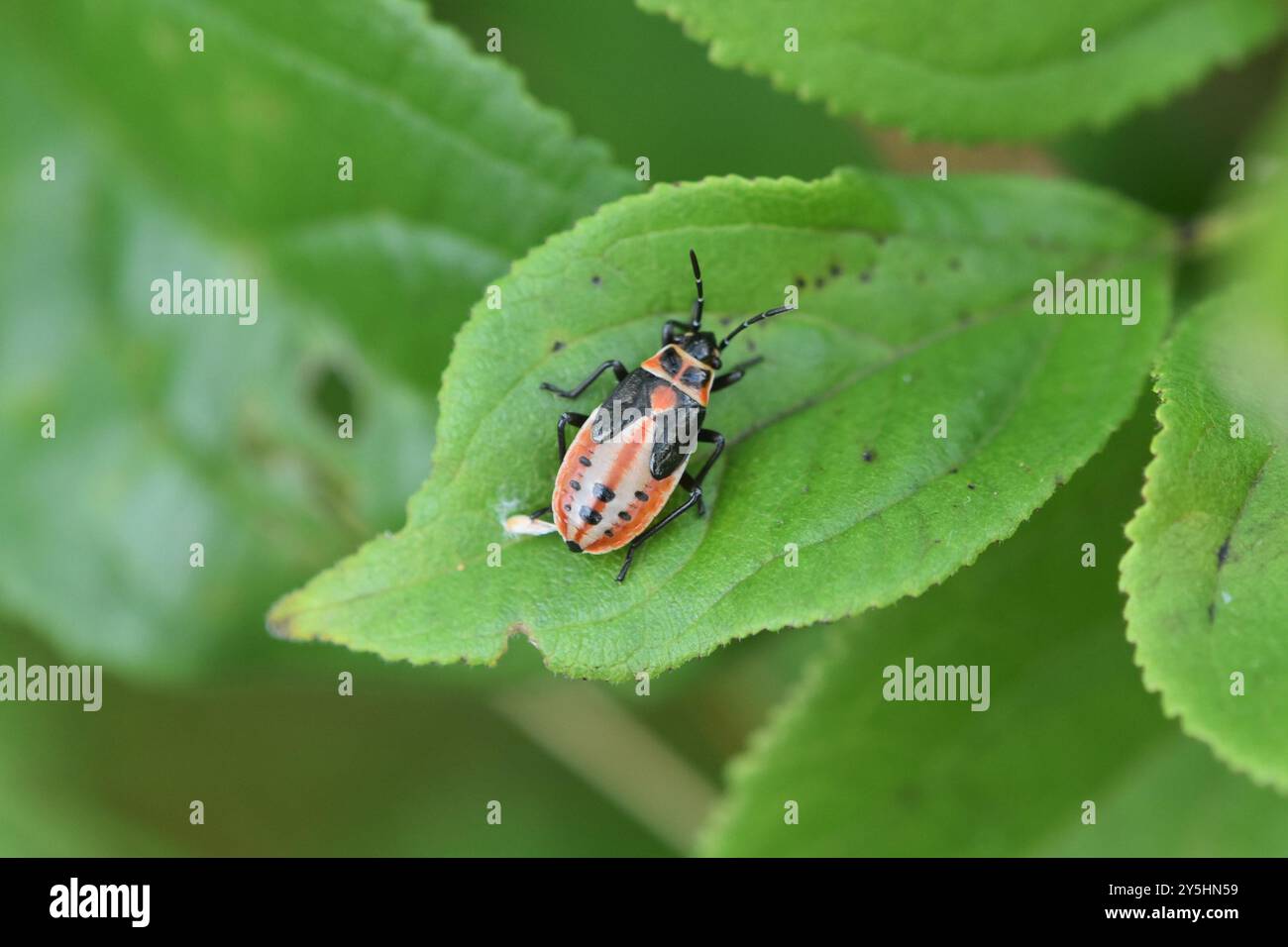 Small Milkweed Bug (Lygaeus kalmii) Insecta Stock Photo - Alamy
