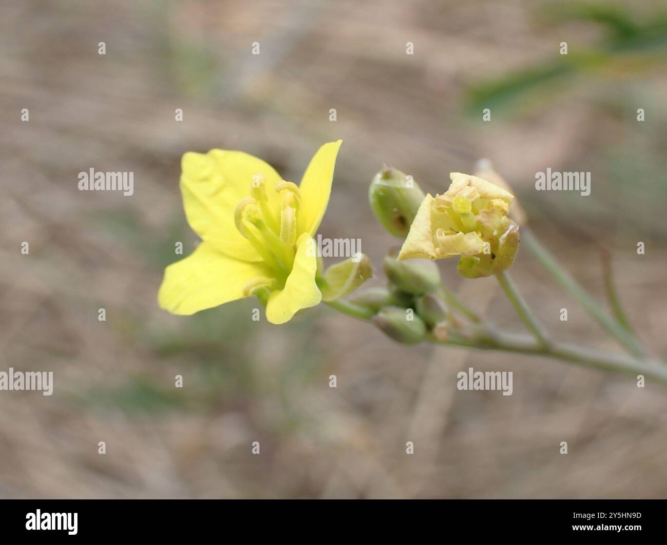 Perennial Wall-rocket (Diplotaxis tenuifolia) Plantae Stock Photo - Alamy