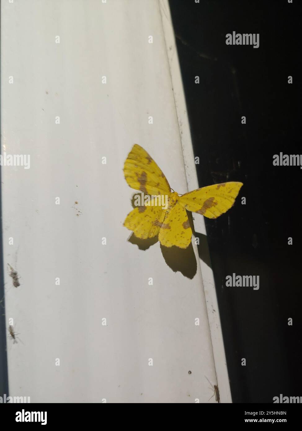 Crocus Geometer Moths (Xanthotype) Insecta Stock Photo - Alamy