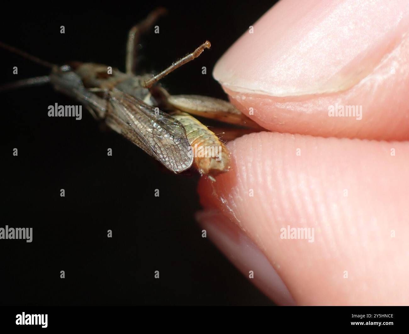 Bow-winged Grasshopper (Chorthippus biguttulus) Insecta Stock Photo - Alamy