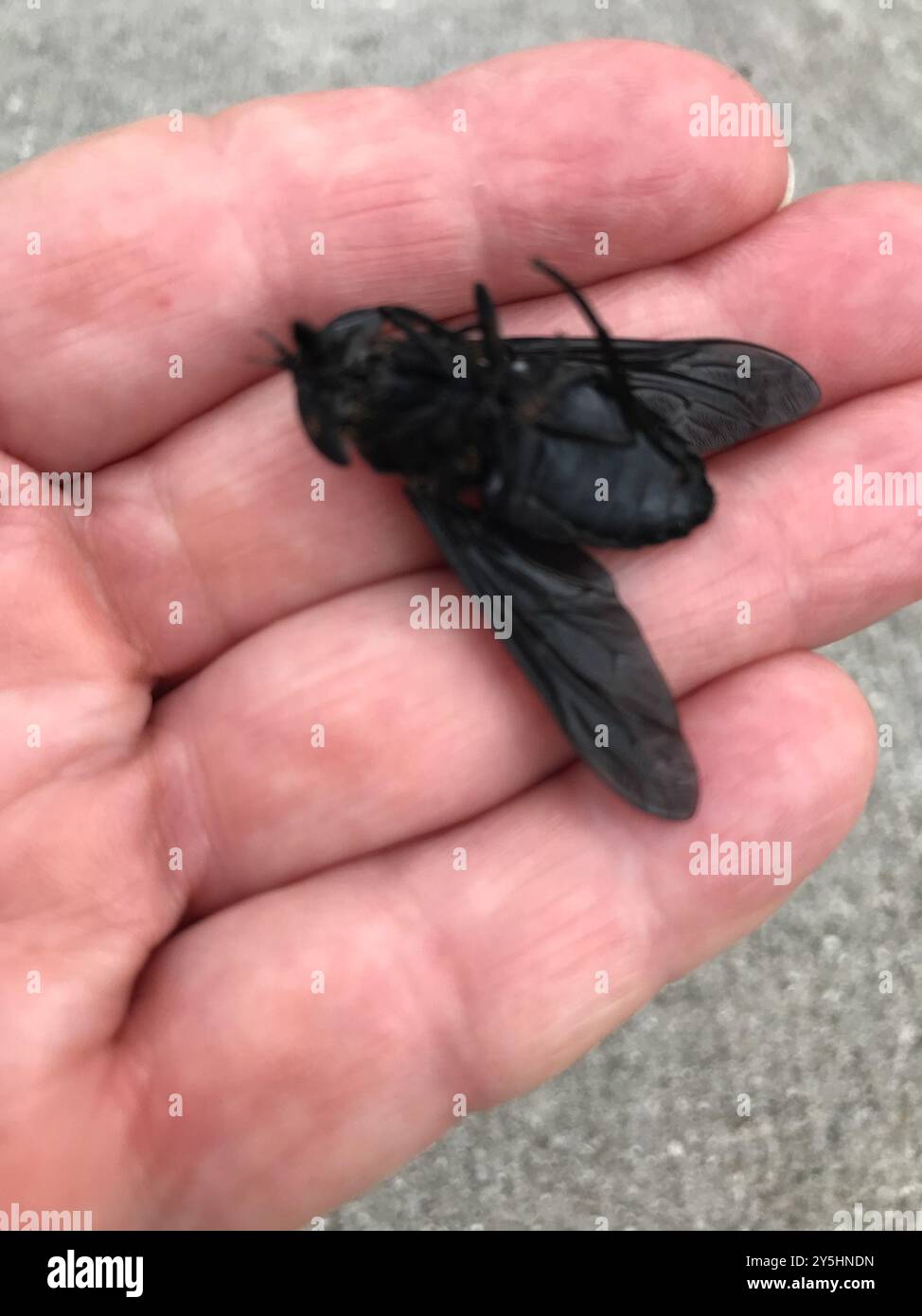 Black Horse Fly (Tabanus atratus) Insecta Stock Photo - Alamy