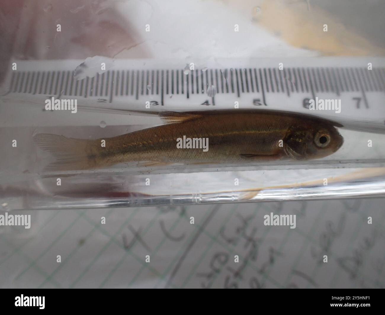 Northern Pearl Dace (Margariscus nachtriebi) Actinopterygii Stock Photo ...