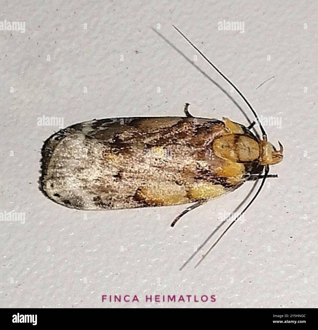 Flat-bodied moths (Depressariidae) Insecta Stock Photo - Alamy