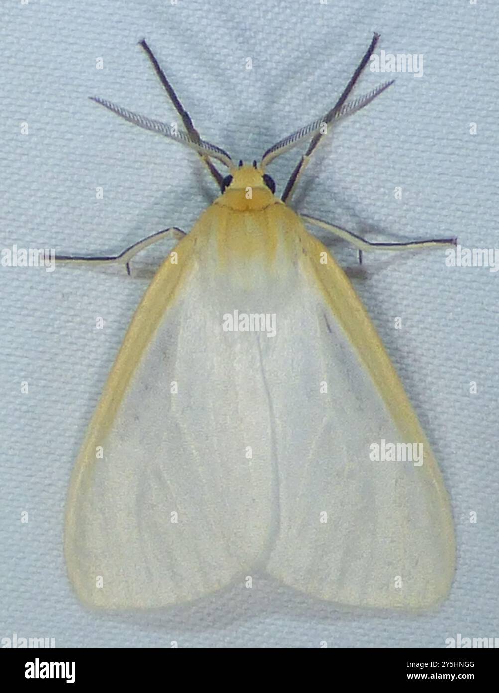 Delicate Cycnia Moth (Cycnia tenera) Insecta Stock Photo - Alamy