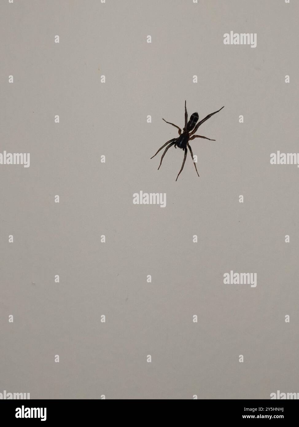 Ground and Ant-mimic Sac Spiders (Corinnidae) Arachnida Stock Photo - Alamy