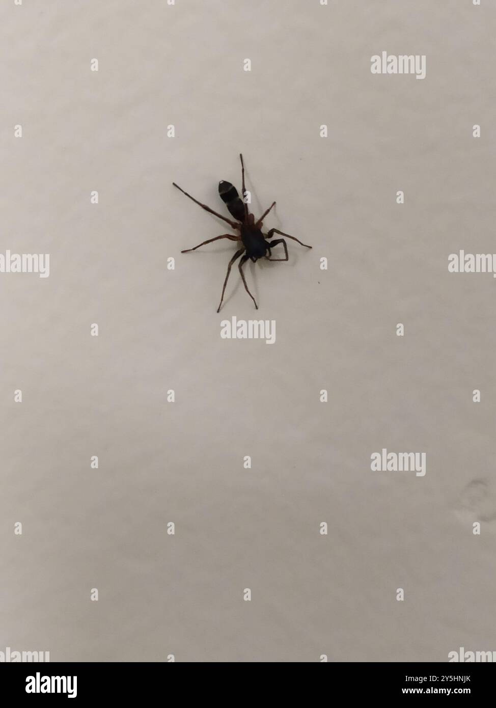 Ground and Ant-mimic Sac Spiders (Corinnidae) Arachnida Stock Photo - Alamy