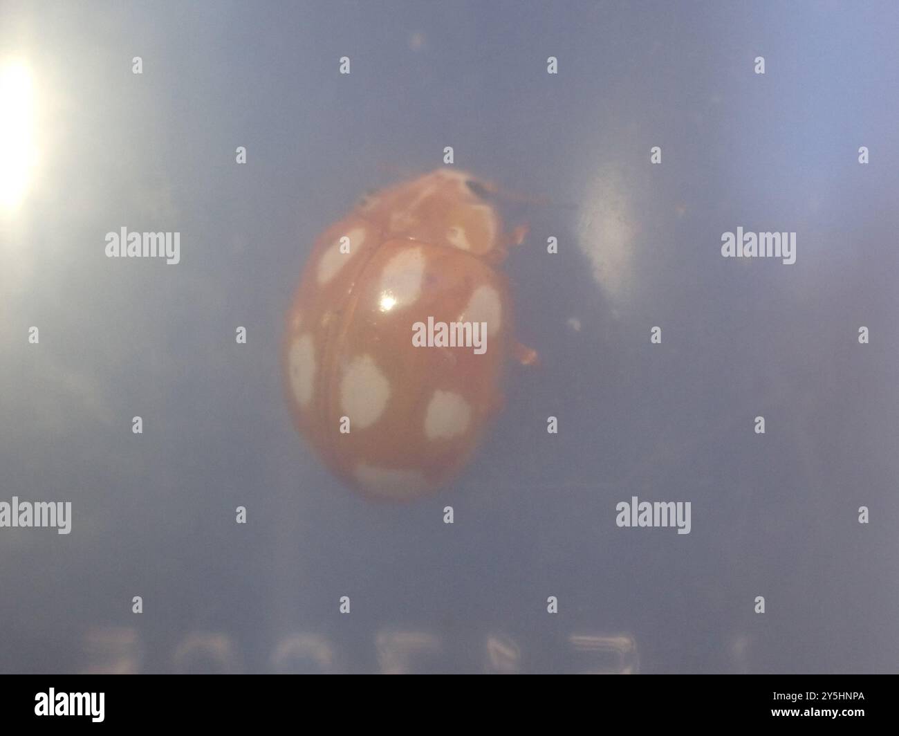 Little Arboreal Lady Beetle (Calvia decemguttata) Insecta Stock Photo ...