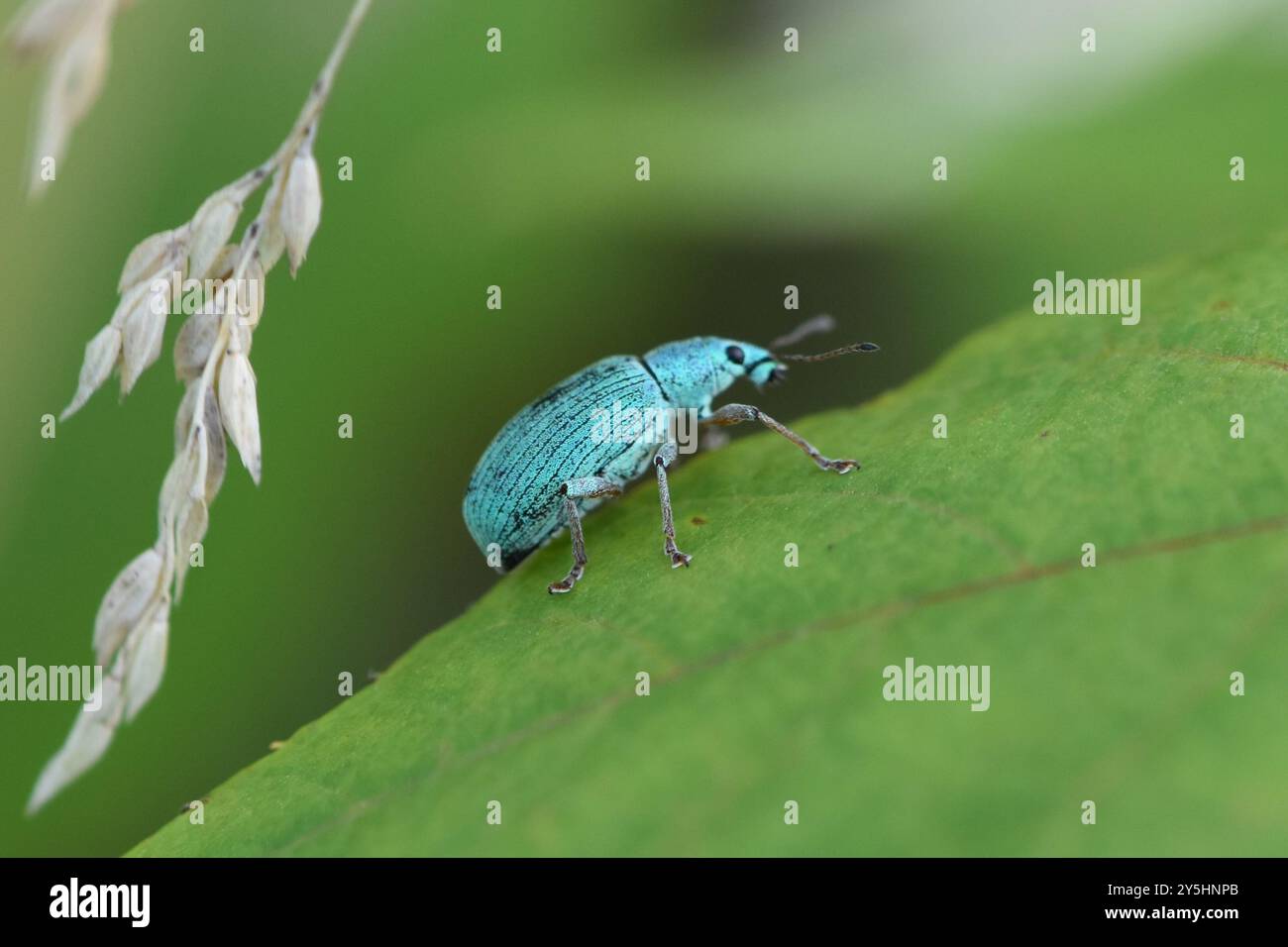 Green Immigrant Leaf Weevil (Polydrusus formosus) Insecta Stock Photo ...