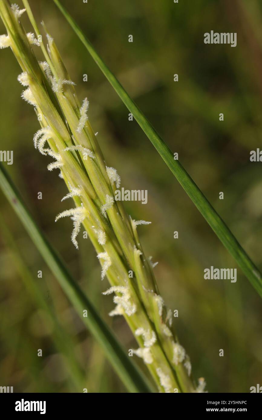 common cordgrass (Sporobolus anglicus) Plantae Stock Photo - Alamy
