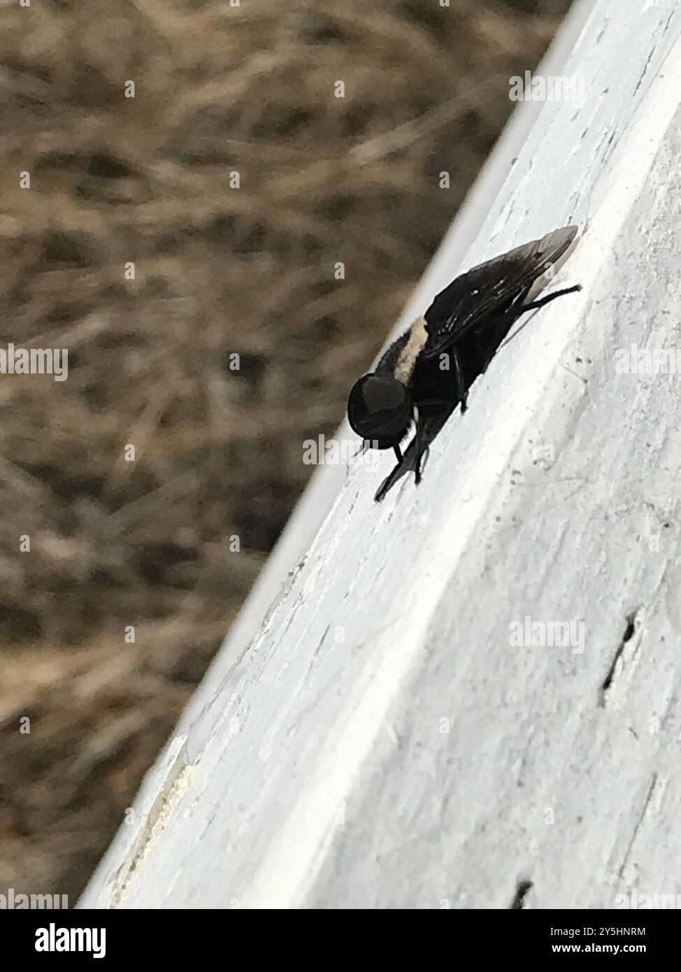 Western Black Horse Fly (Tabanus punctifer) Insecta Stock Photo - Alamy