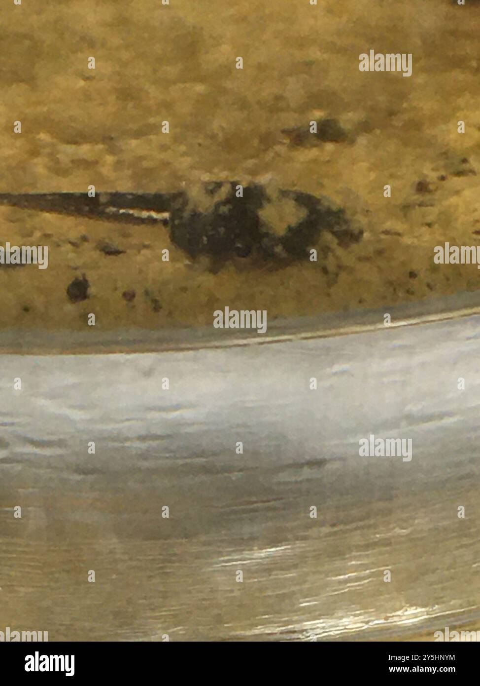 Eastern Narrow-mouthed Toad (Gastrophryne carolinensis) Amphibia Stock ...