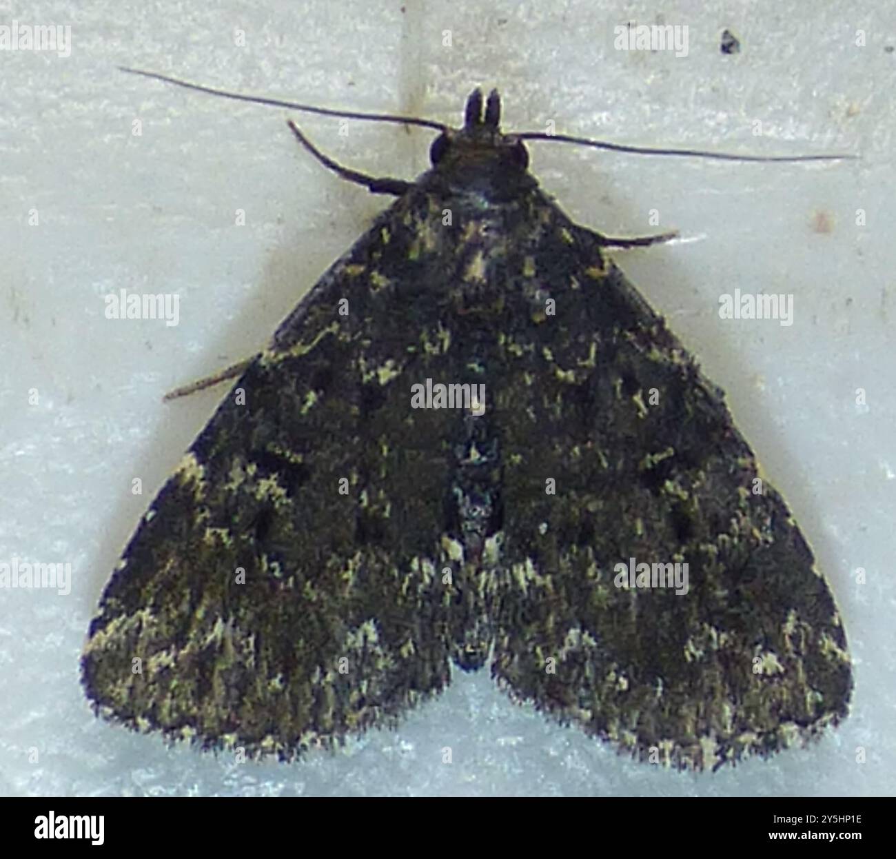 Black Fungus Moth (Metalectra tantillus) Insecta Stock Photo - Alamy