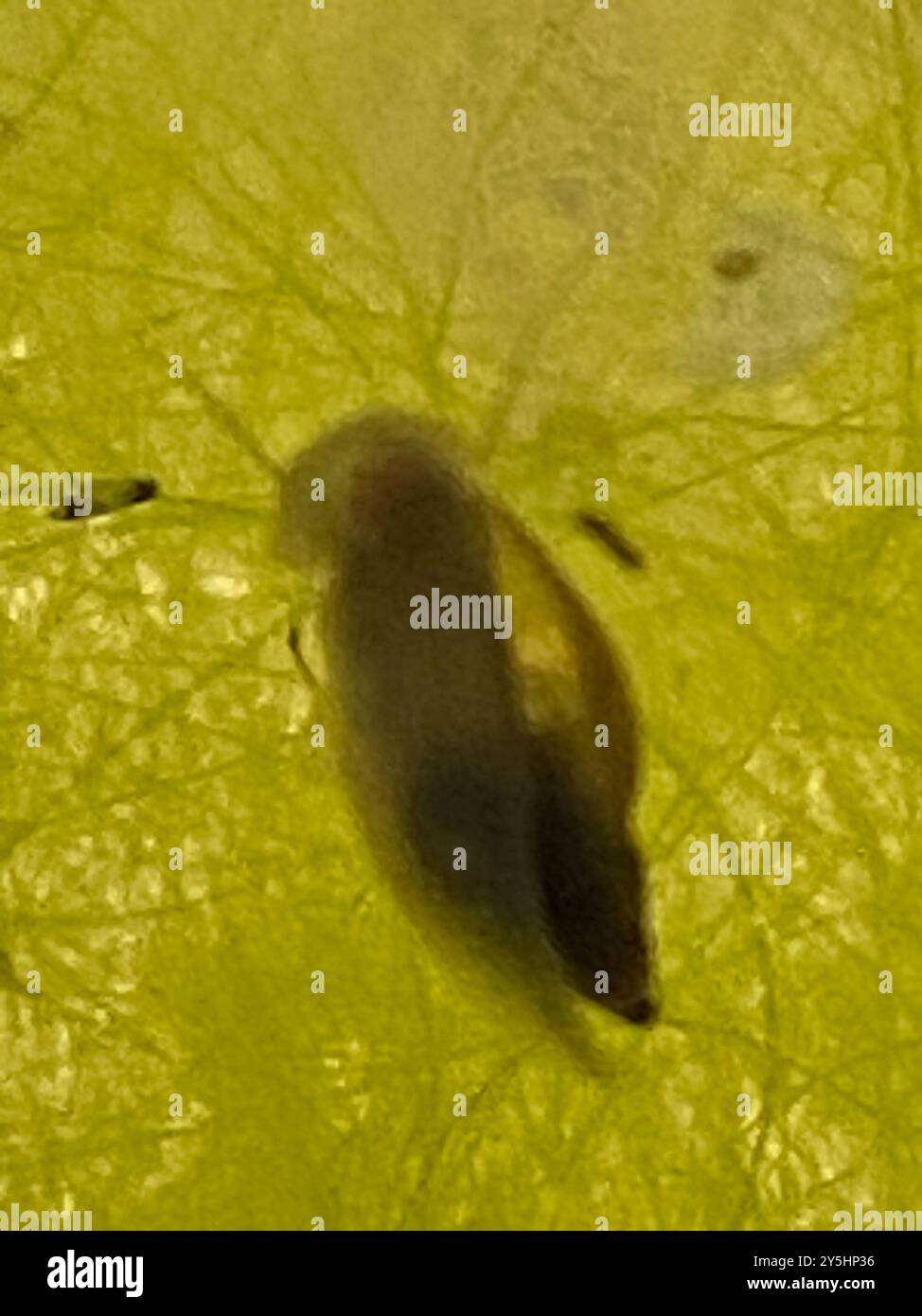 Acute Bladder Snail (Physella acuta) Mollusca Stock Photo - Alamy