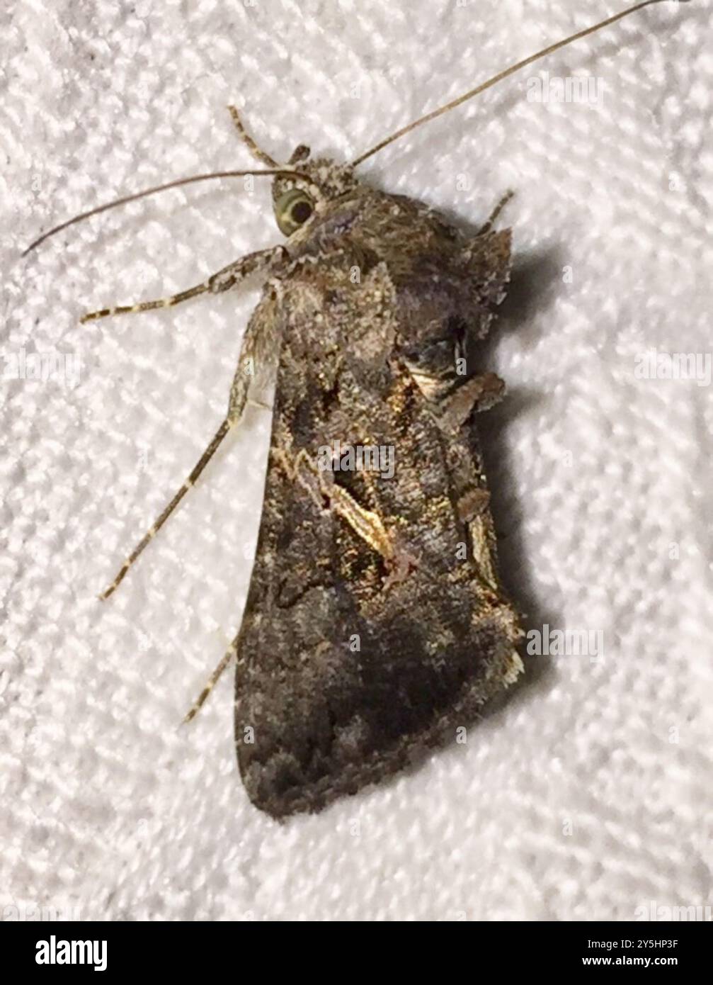 Sharp-stigma Looper Moth (Ctenoplusia oxygramma) Insecta Stock Photo ...