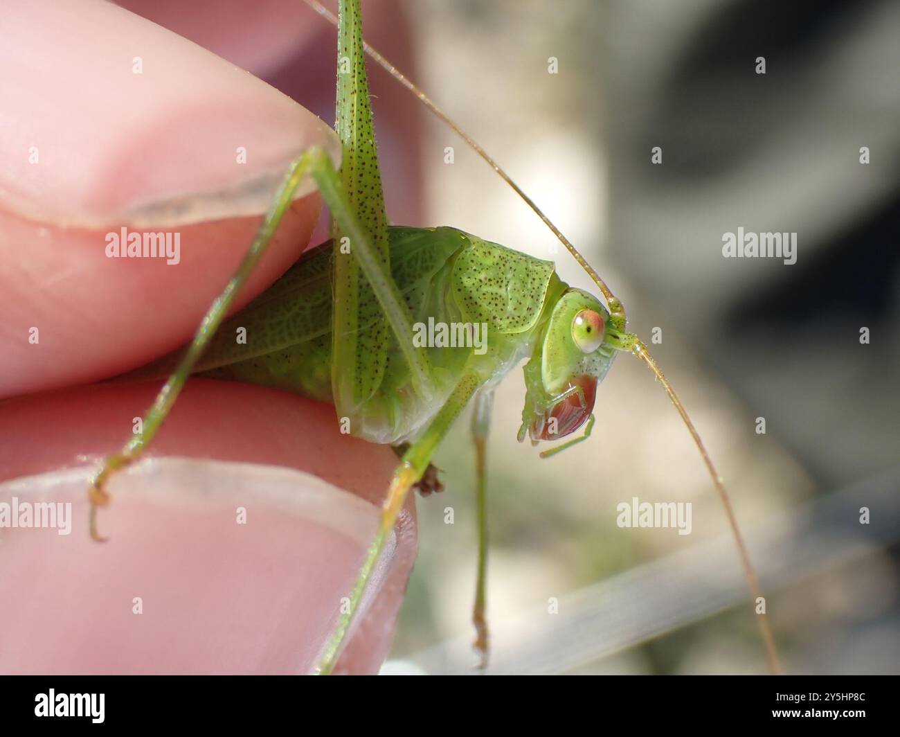 Sickle-bearing Bush-cricket (Phaneroptera falcata) Insecta Stock Photo ...