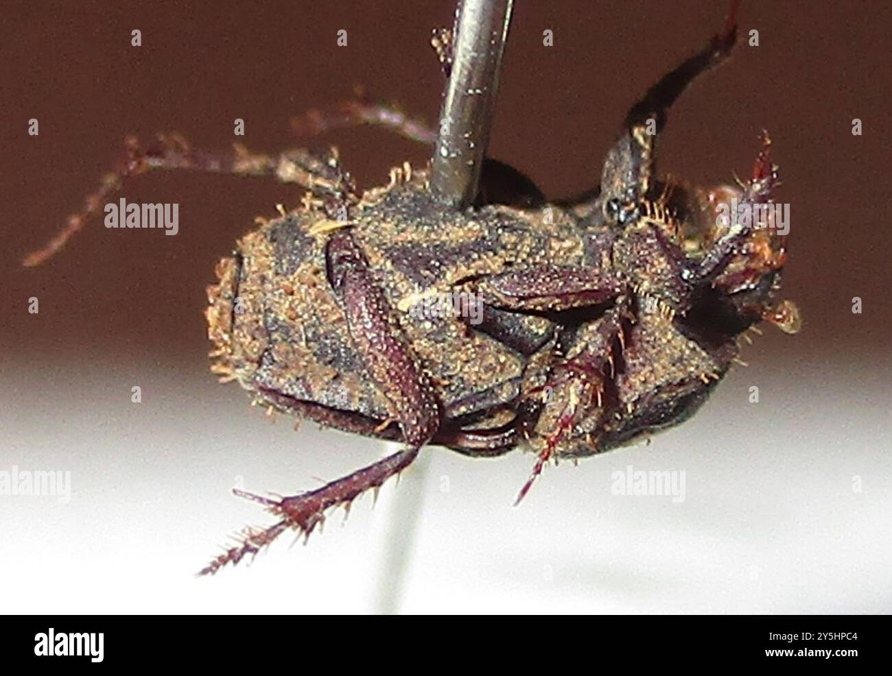(Latodrepanus laticollis) Insecta Stock Photo - Alamy