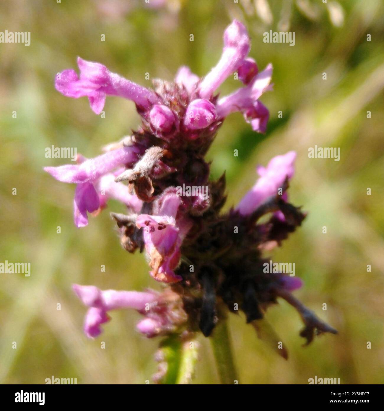 common hedge-nettle (Betonica officinalis) Plantae Stock Photo - Alamy