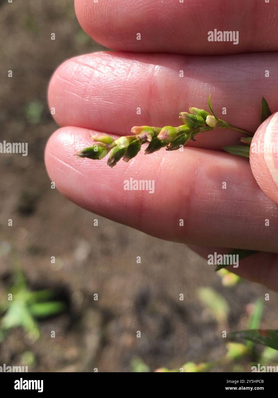waterpepper (Persicaria hydropiper) Plantae Stock Photo - Alamy