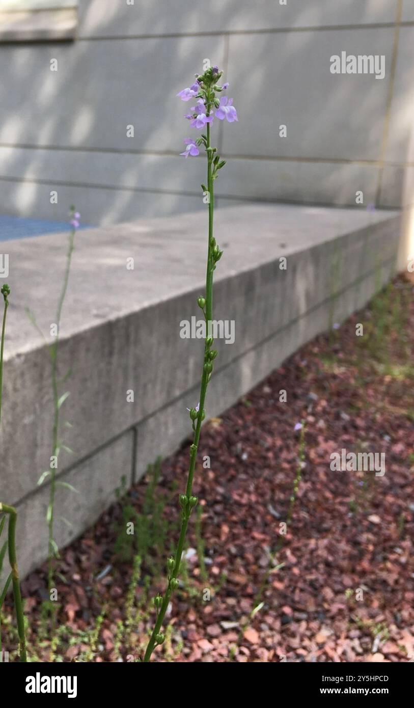 blue toadflax (Nuttallanthus canadensis) Plantae Stock Photo - Alamy