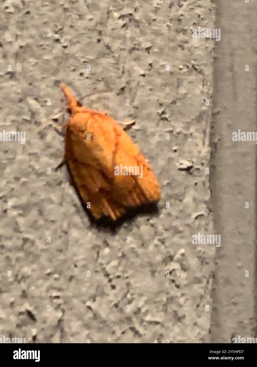 Reticulated Fruitworm Moth (Cenopis reticulatana) Insecta Stock Photo ...