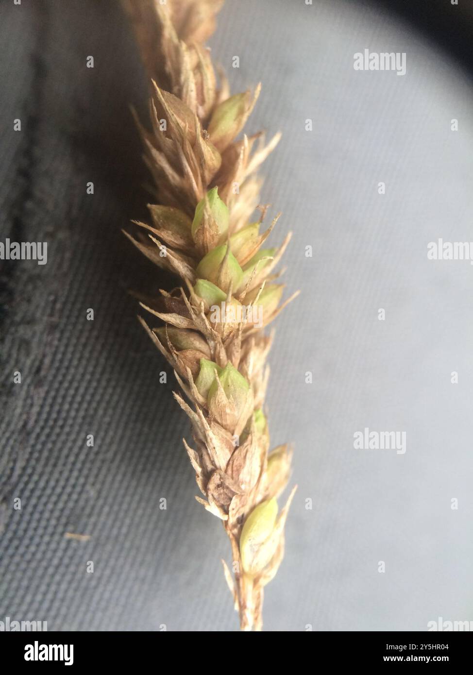 nodding sedge (Carex gynandra) Plantae Stock Photo - Alamy