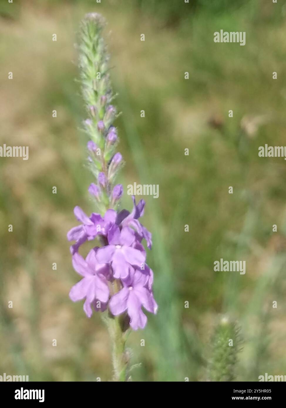 hoary vervain (Verbena stricta) Plantae Stock Photo - Alamy