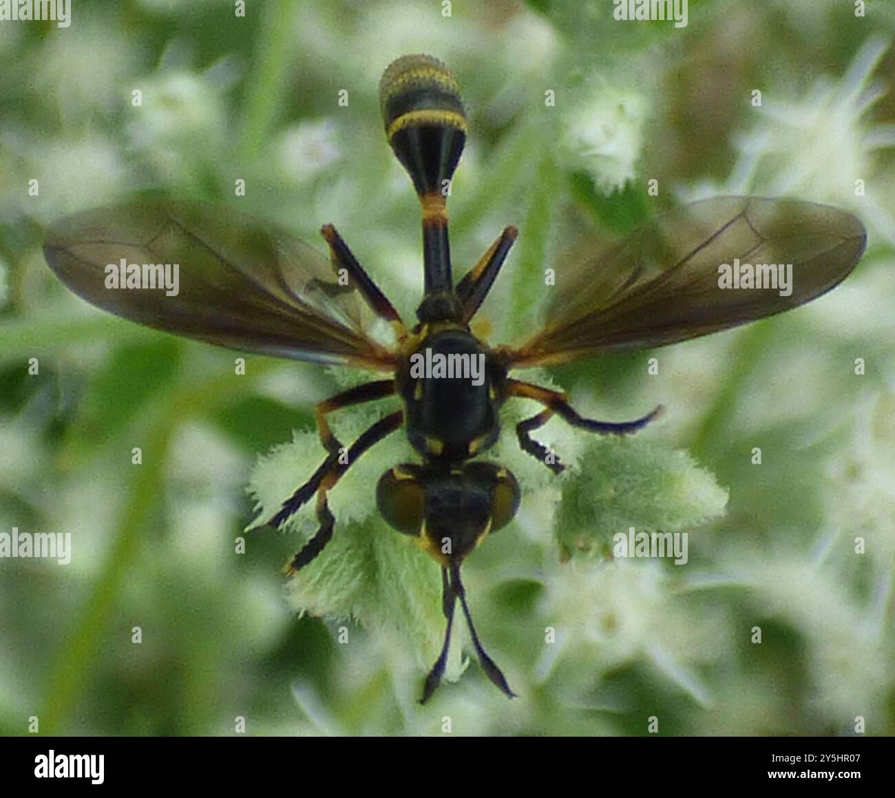 (Physoconops obscuripennis) Insecta Stock Photo - Alamy