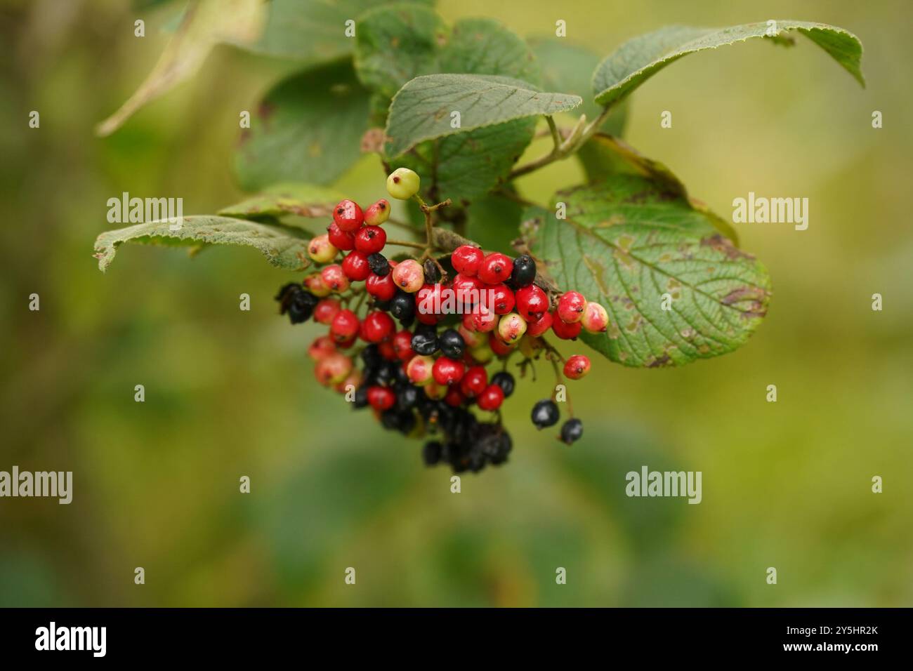 Wayfaring-tree (Viburnum lantana) Plantae Stock Photo - Alamy