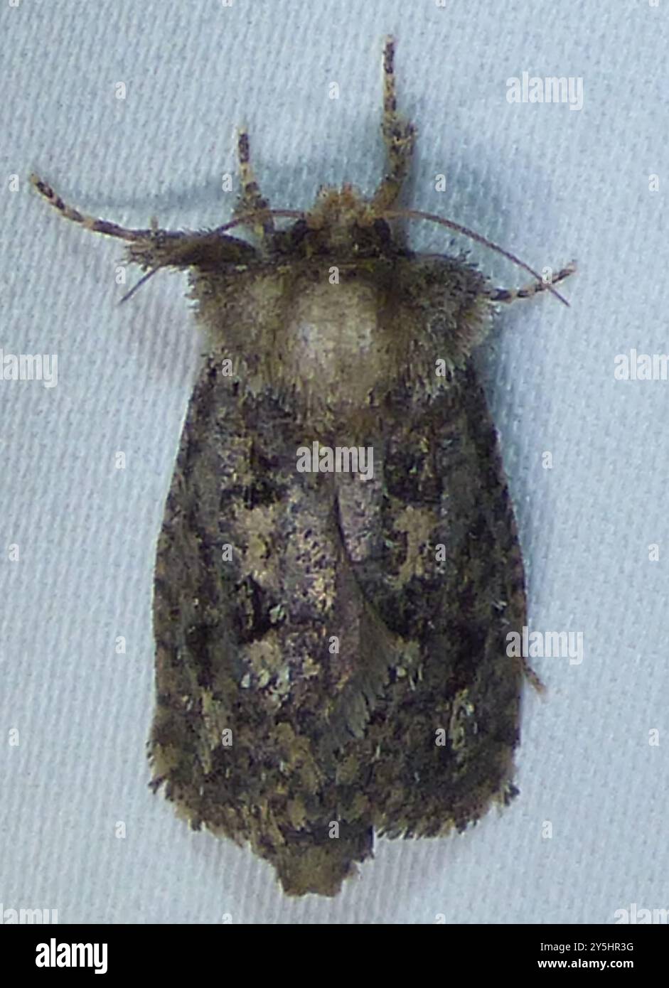 Arcane Grass Tubeworm Moth (Acrolophus arcanella) Insecta Stock Photo ...