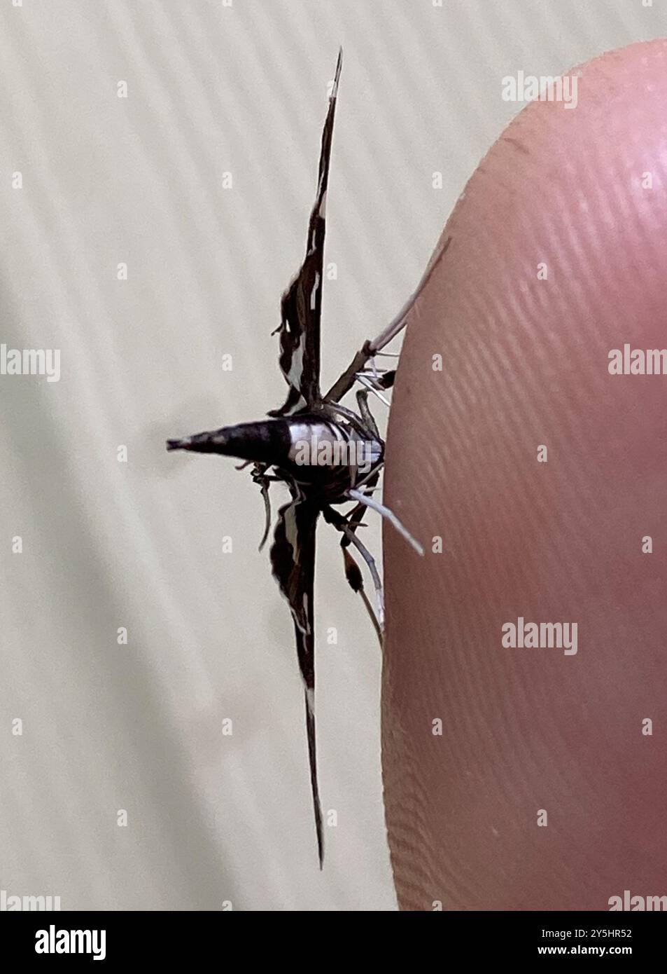 Grape Leaffolder Moth (Desmia funeralis) Insecta Stock Photo - Alamy