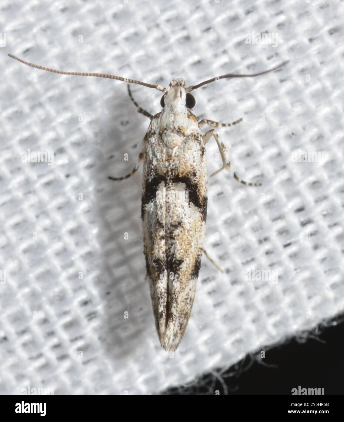 White Stripe-backed Moth (Arogalea cristifasciella) Insecta Stock Photo ...