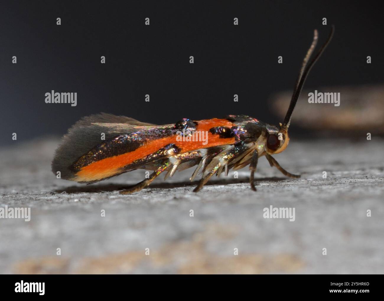 Kermes Scale Moth (Euclemensia bassettella) Insecta Stock Photo - Alamy