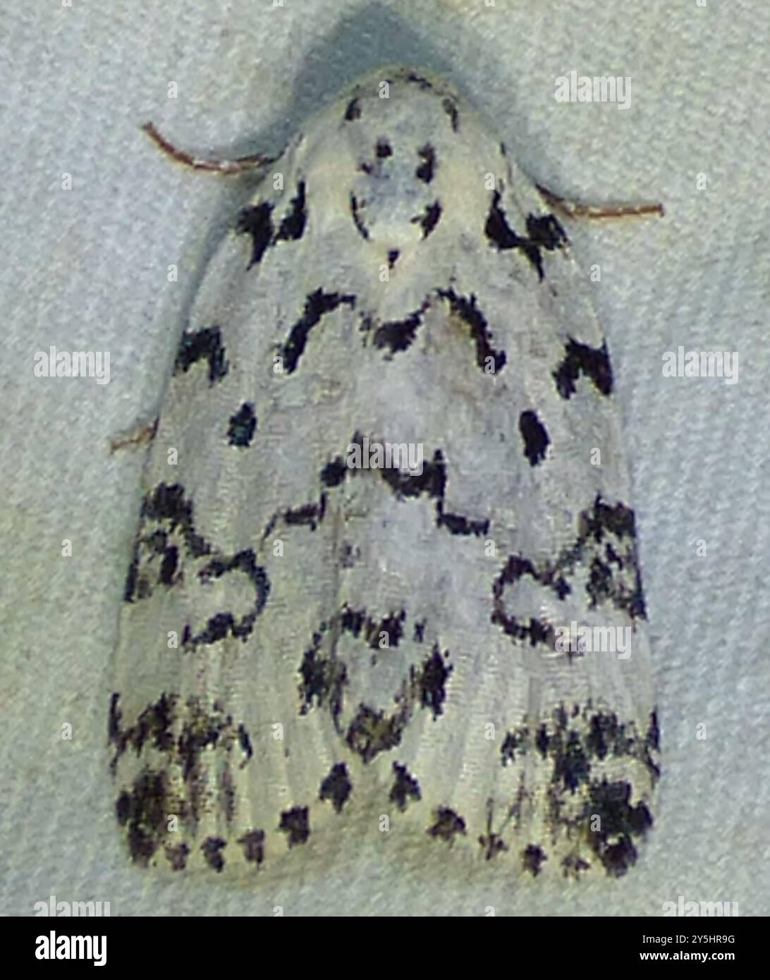 Hebrew Moth (Polygrammate hebraeicum) Insecta Stock Photo - Alamy