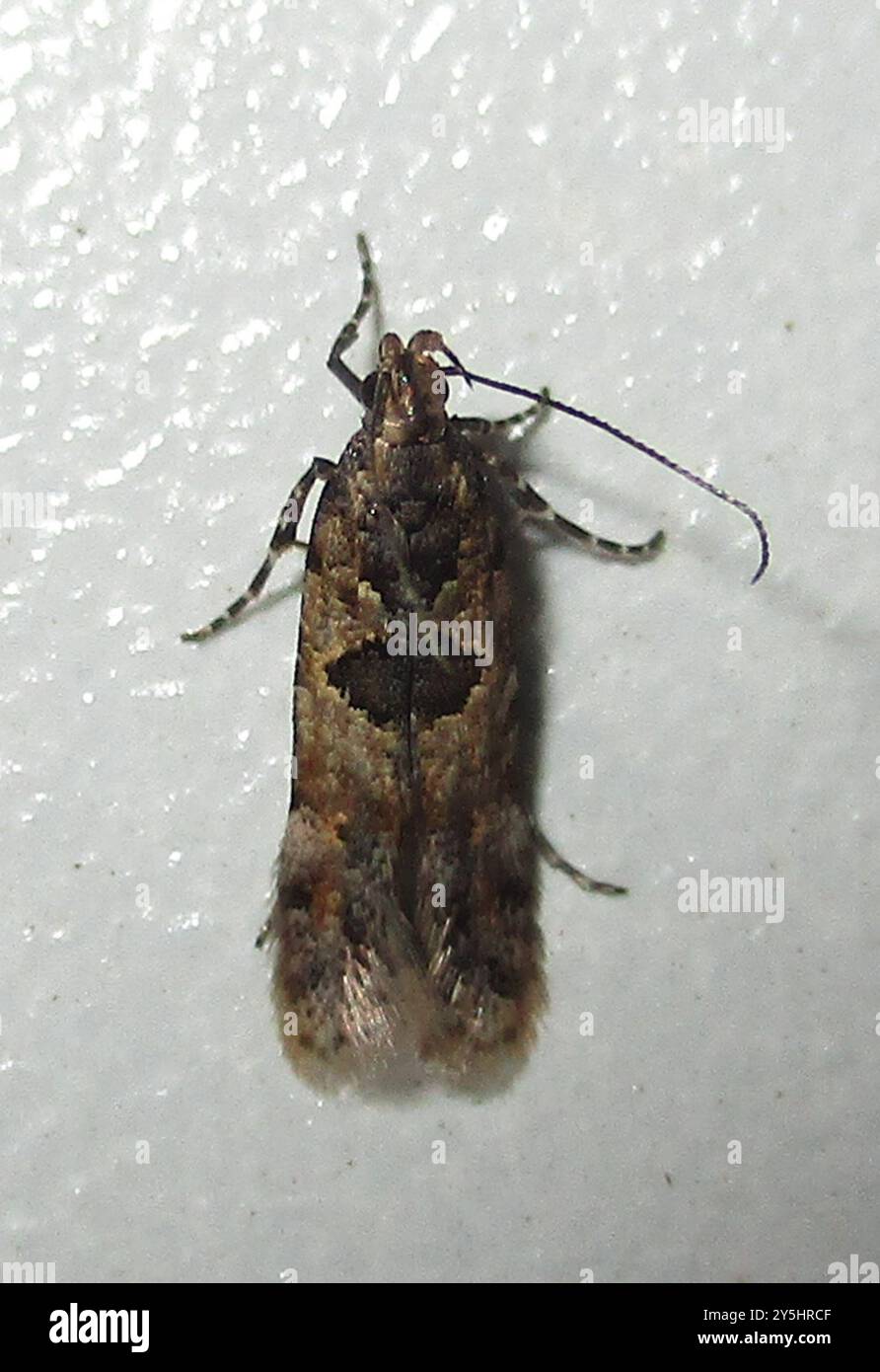 Curved-horn Moths (Gelechioidea) Insecta Stock Photo - Alamy