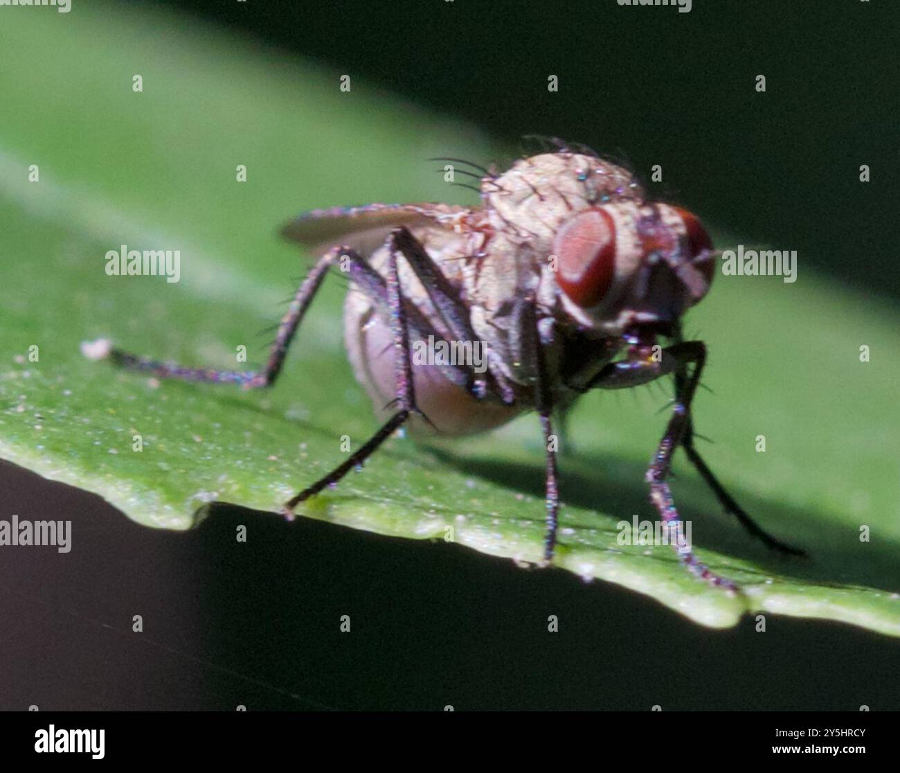 Muscoid Flies (Muscoidea) Insecta Stock Photo - Alamy