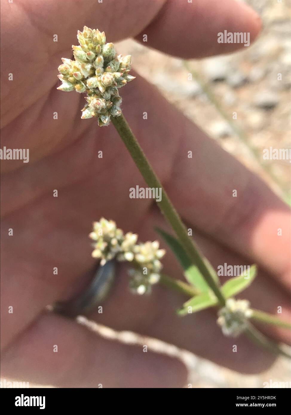 snakecotton (Froelichia) Plantae Stock Photo - Alamy