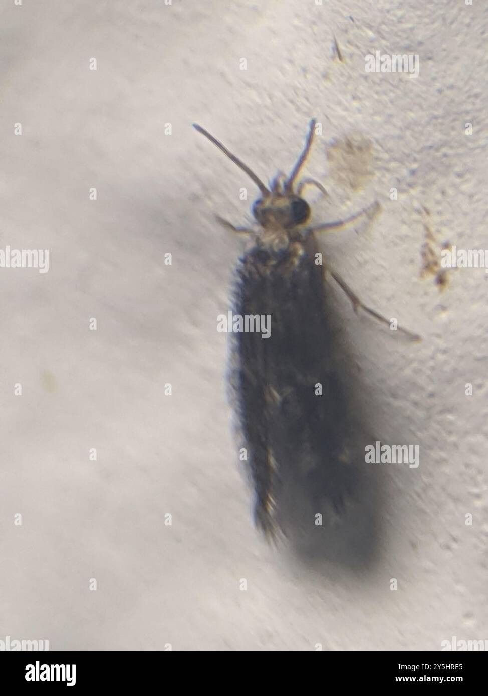 Microcaddisflies (Hydroptilidae) Insecta Stock Photo - Alamy