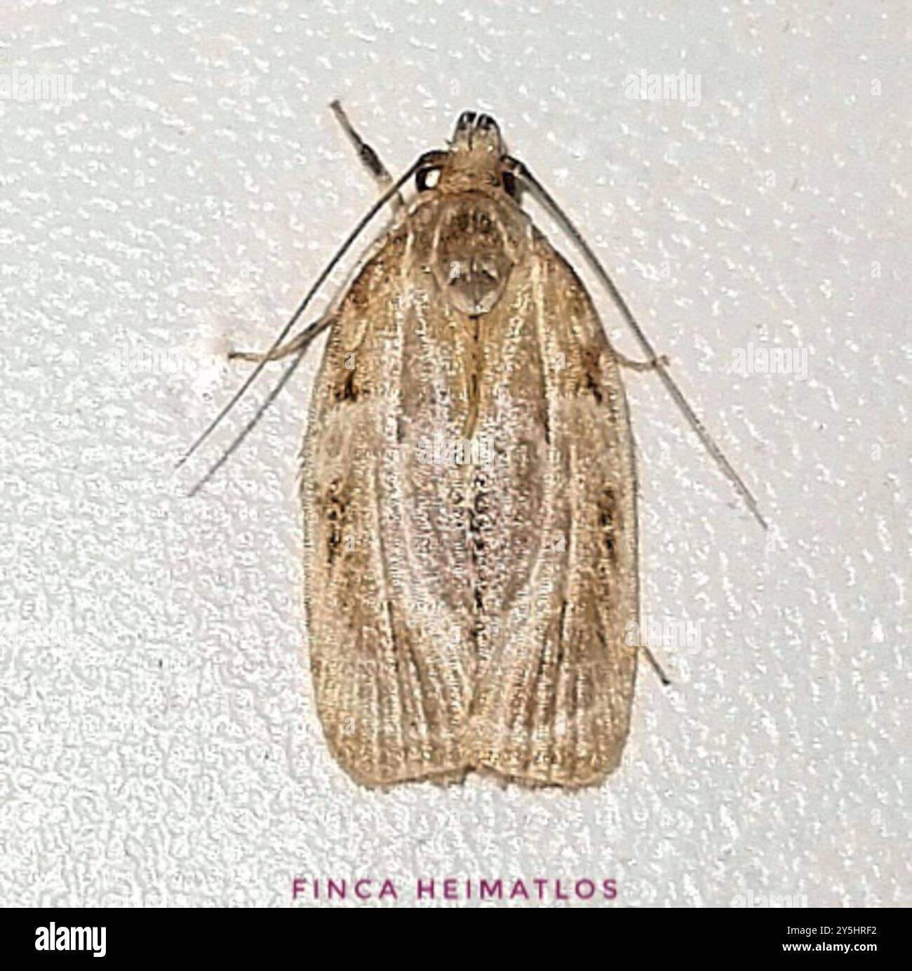 Flat-bodied moths (Depressariidae) Insecta Stock Photo - Alamy