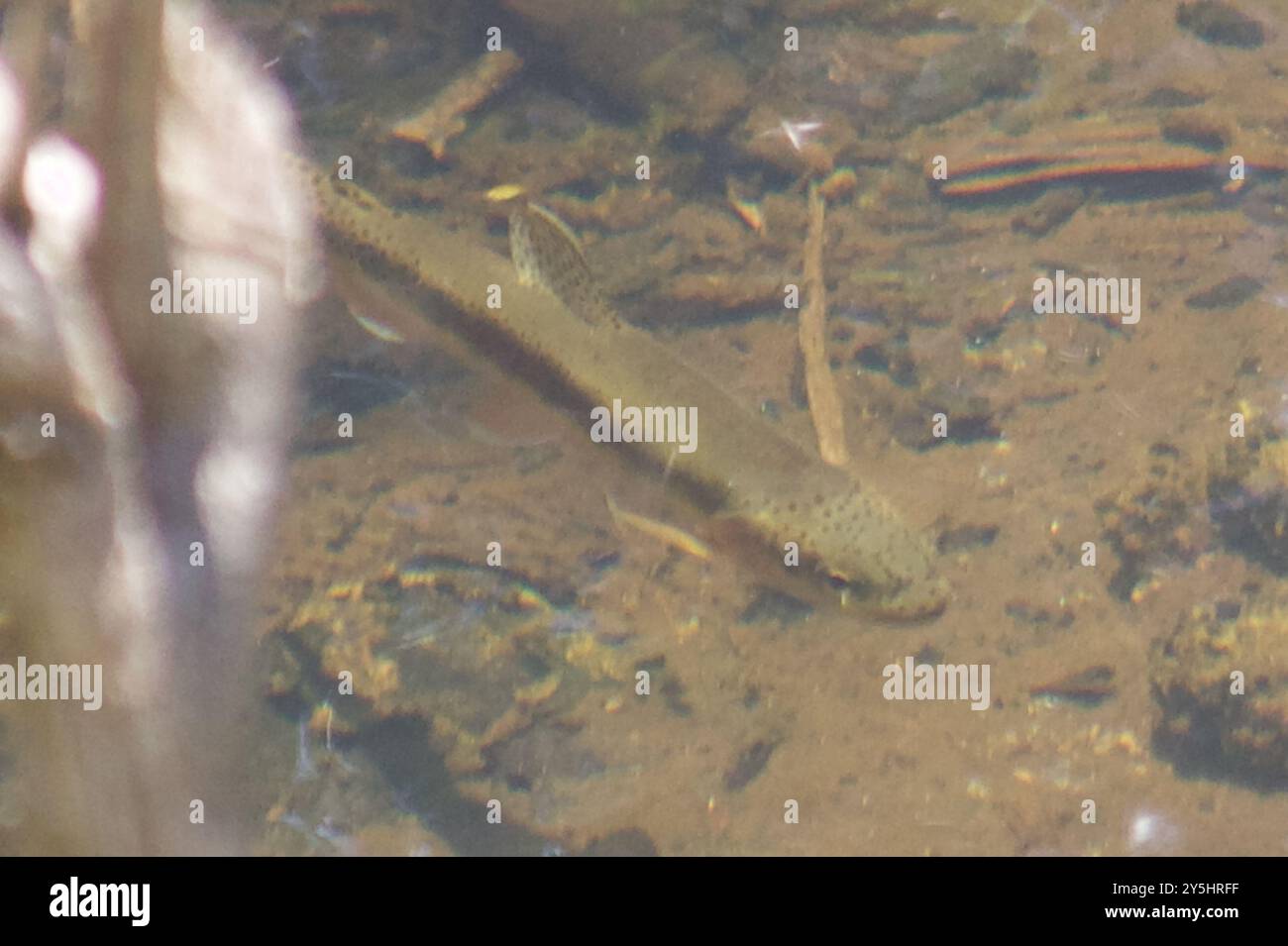 Pacific Salmons and Trouts (Oncorhynchus) Actinopterygii Stock Photo ...