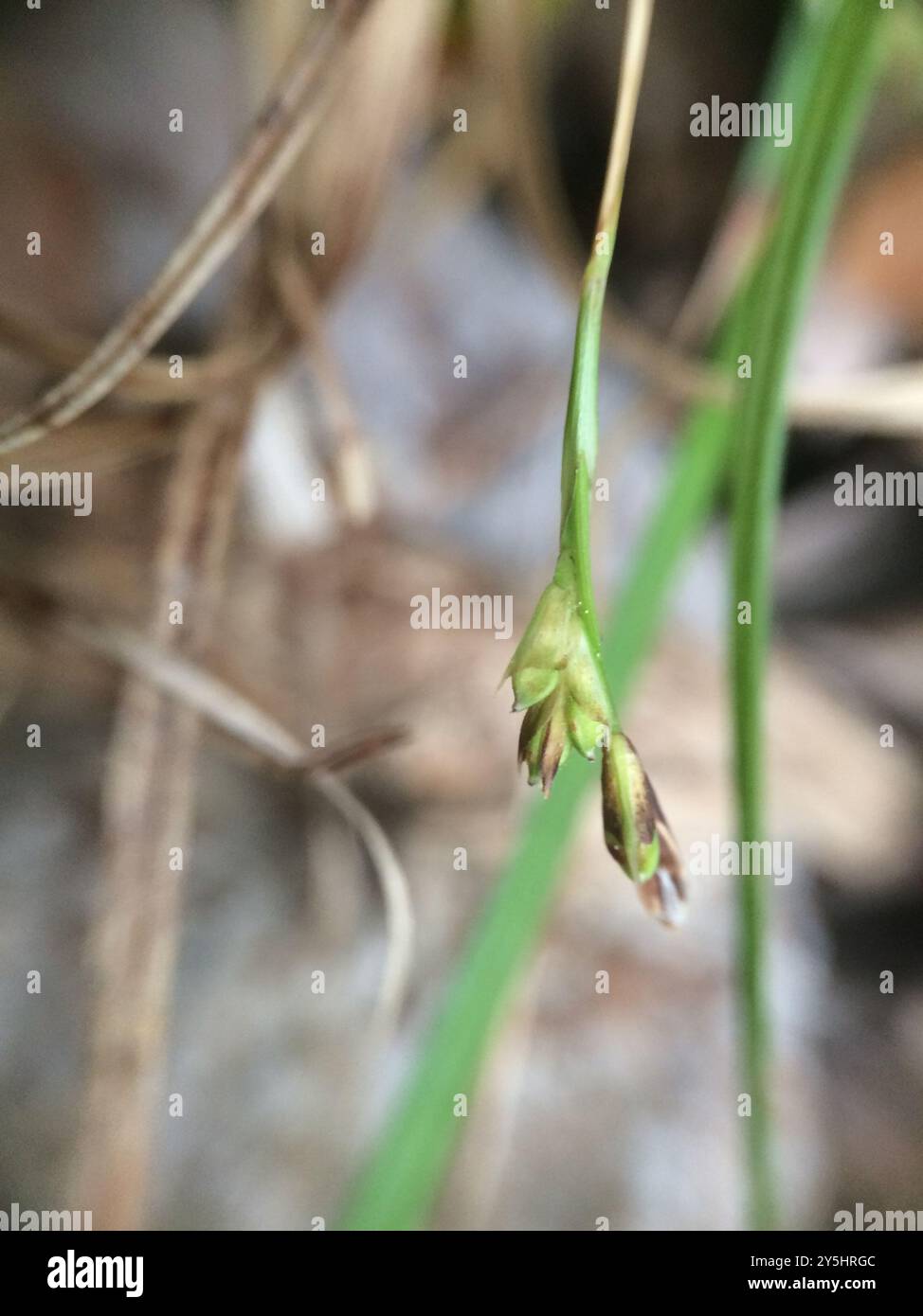 long-stalked sedge (Carex pedunculata) Plantae Stock Photo - Alamy