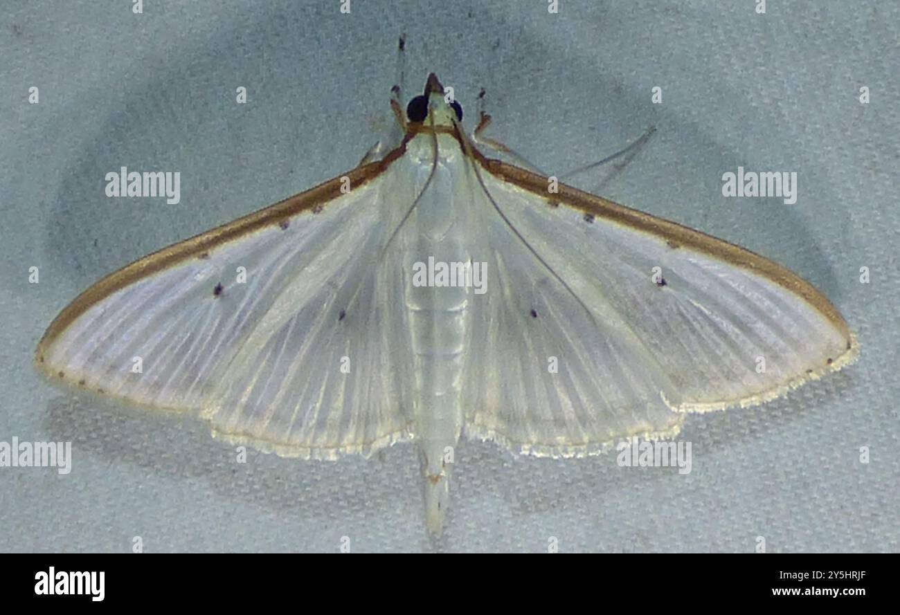 Four-spotted Palpita Moth (Palpita quadristigmalis) Insecta Stock Photo ...