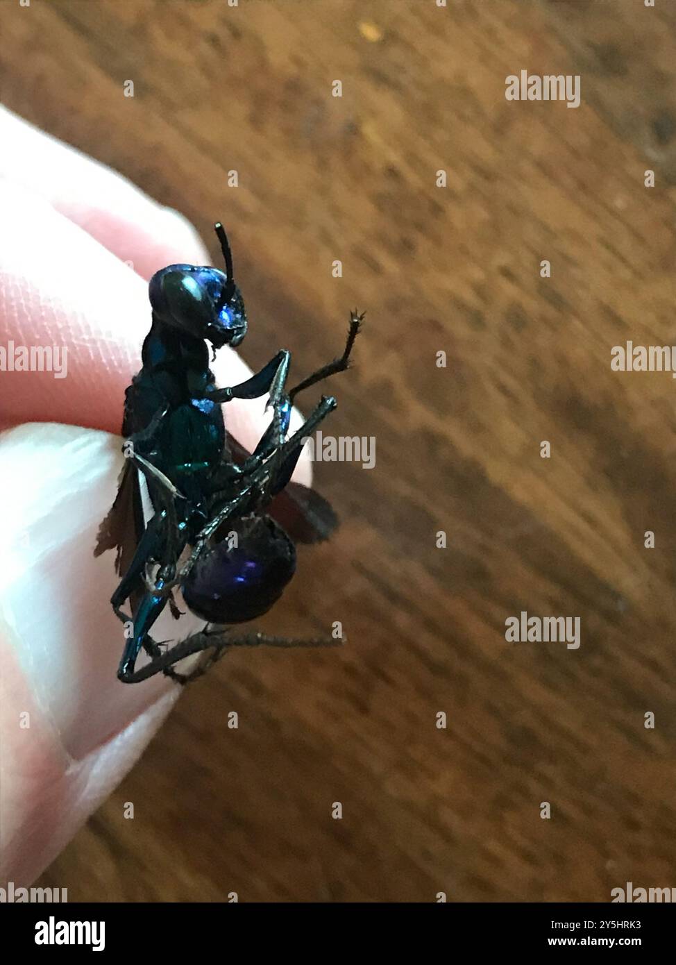 Steel-blue Cricket-hunter Wasp (Chlorion aerarium) Insecta Stock Photo ...