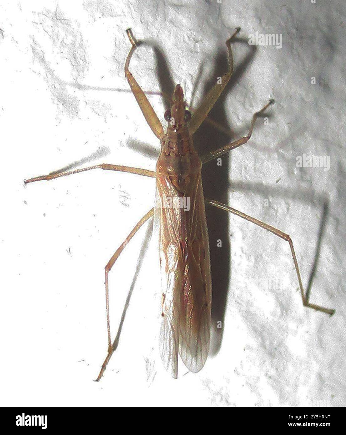 (Nabis capsiformis) Insecta Stock Photo - Alamy