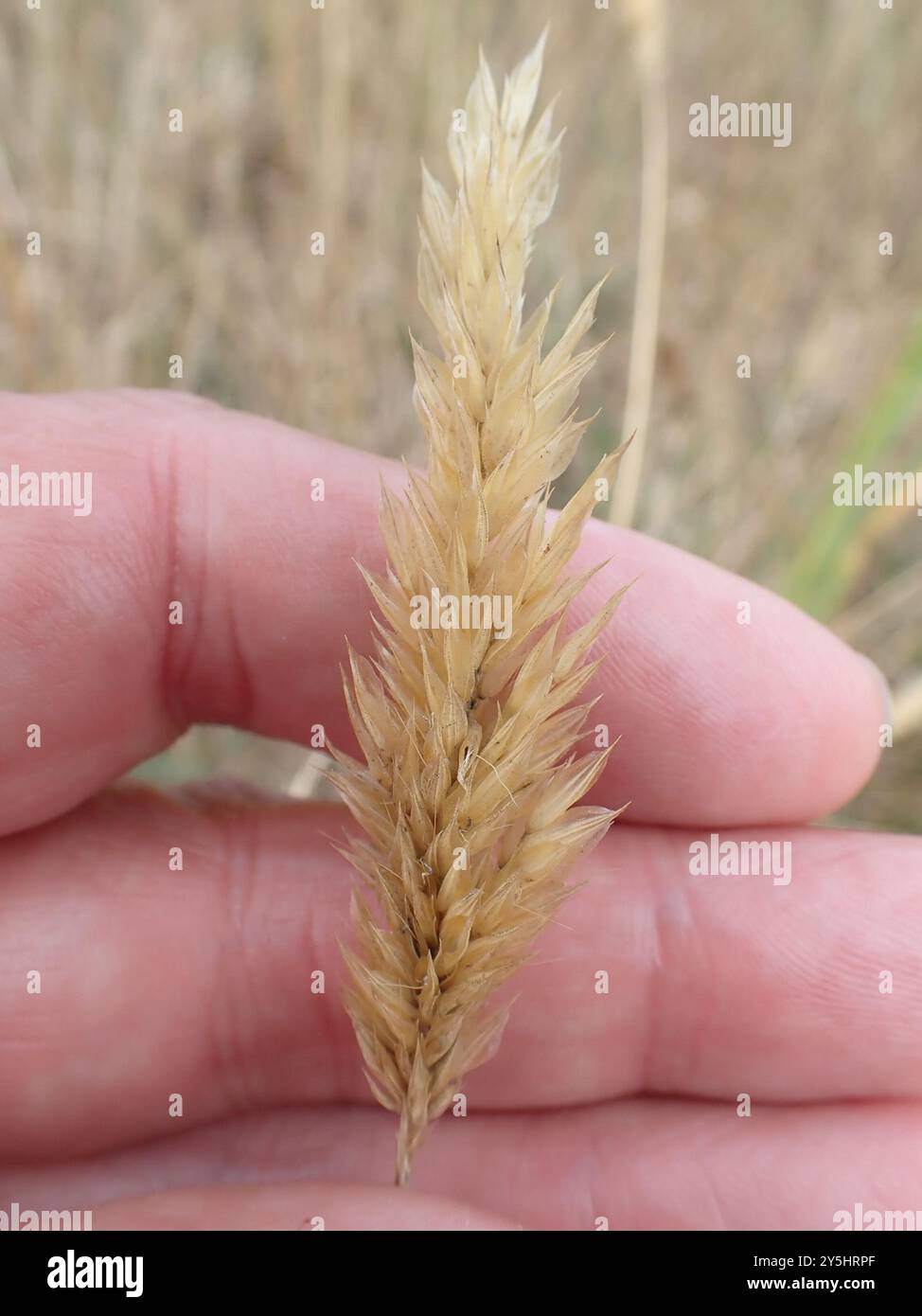 sweet vernal grass (Anthoxanthum odoratum) Plantae Stock Photo - Alamy