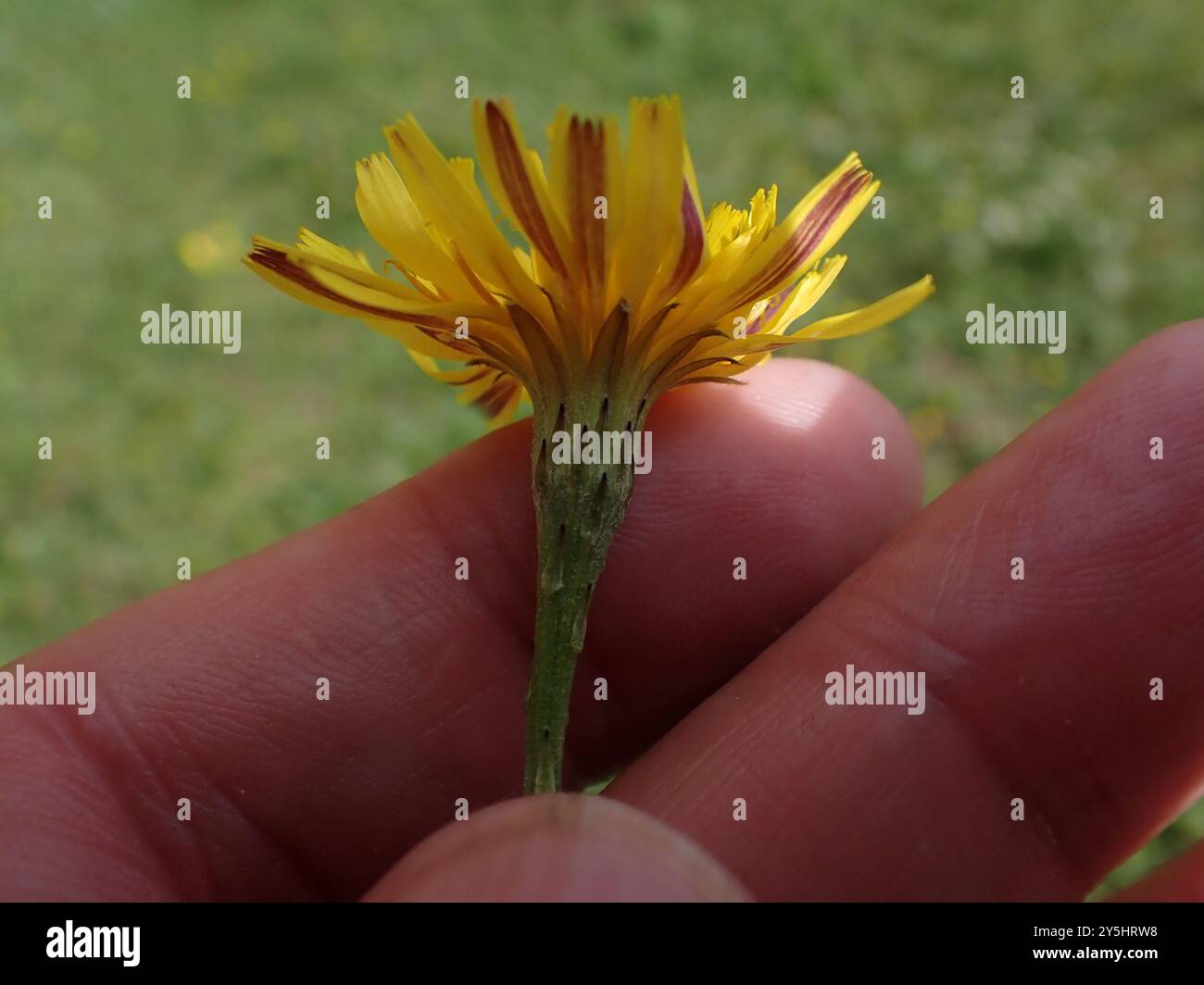 Autumn Hawkbit (Scorzoneroides autumnalis) Plantae Stock Photo - Alamy