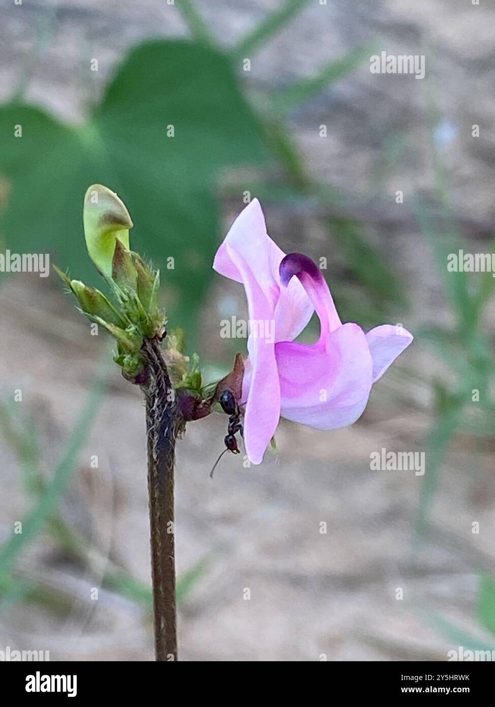 Pyramid Ants (Dorymyrmex) Insecta Stock Photo - Alamy