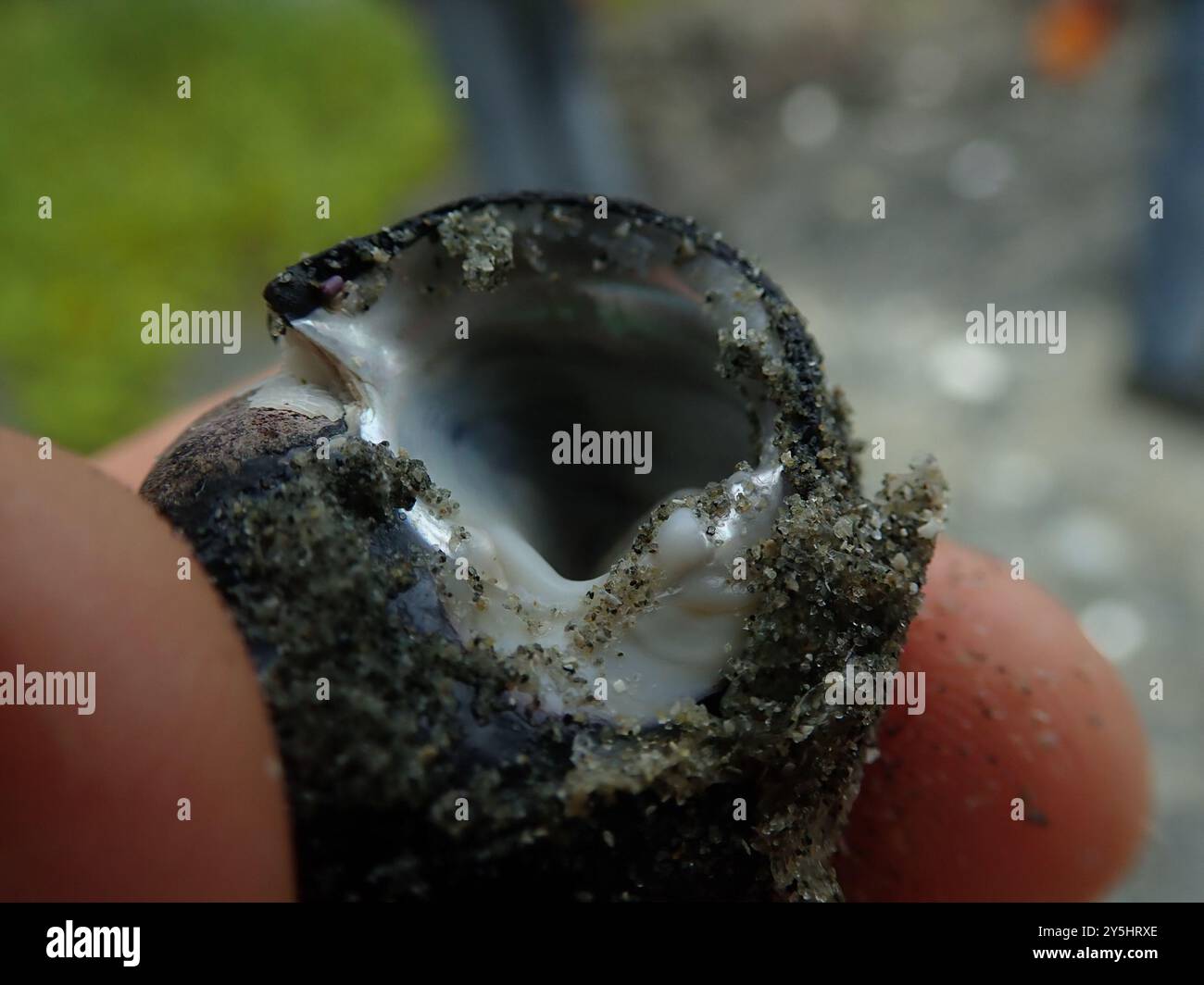 Black Tegula (Tegula funebralis) Mollusca Stock Photo - Alamy