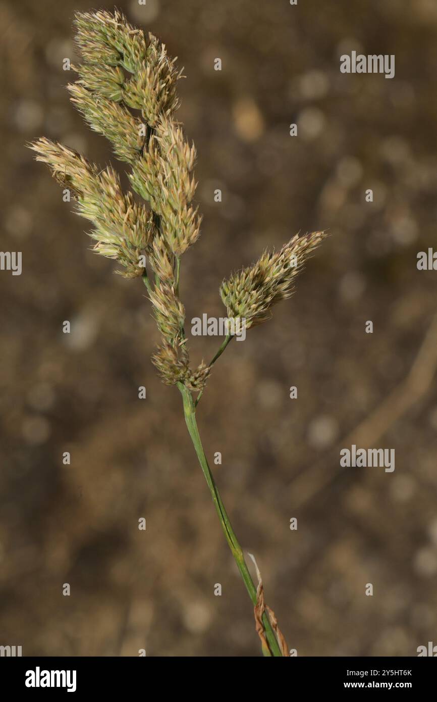 water beard grass (Polypogon viridis) Plantae Stock Photo - Alamy