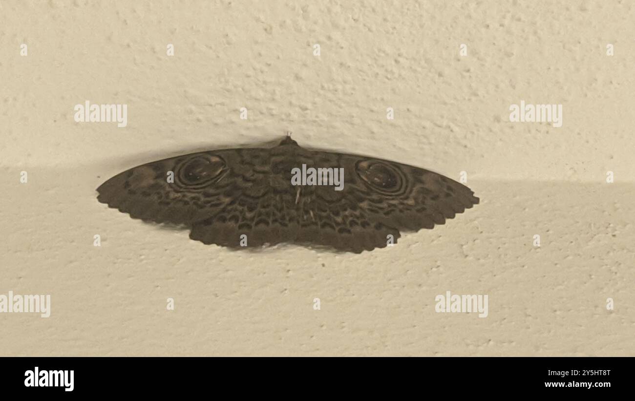 Common Owl Moth (Erebus macrops) Insecta Stock Photo - Alamy