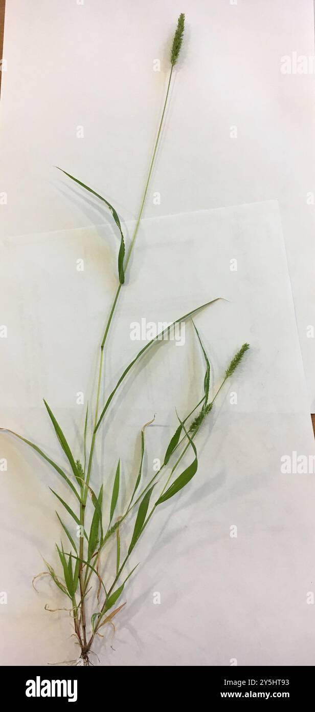 Green Bristle Grass (Setaria viridis) Plantae Stock Photo - Alamy